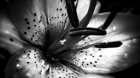 Tiger Lilly B W R Photographs