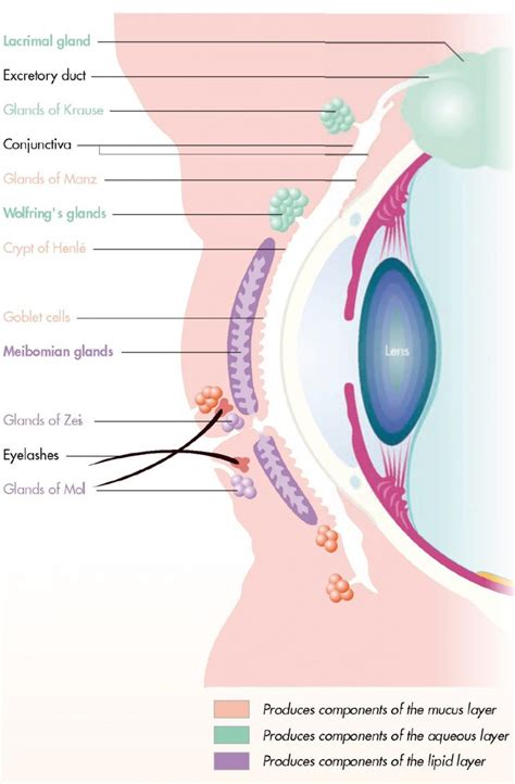 Clinical Types Of Ocular Deviation Optography