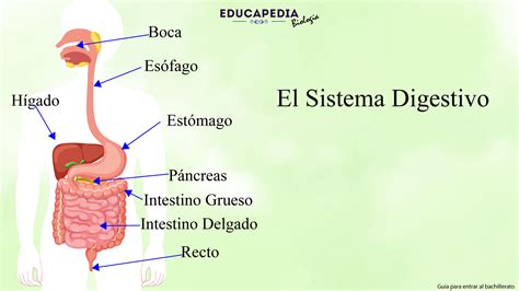 Sistema Digestivo Delgado Cuántos órganos Tiene El Sistema Digestivo