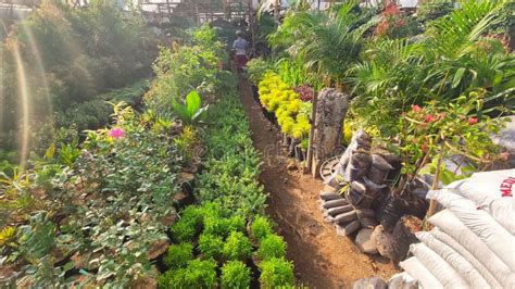 Place To Sell Flowers And Fruit Trees Editorial Photography Image Of Business Blooming