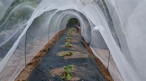 심은 뒤 아무 것도 하지 않아도 되는 김장배추심는 방법 Youtube