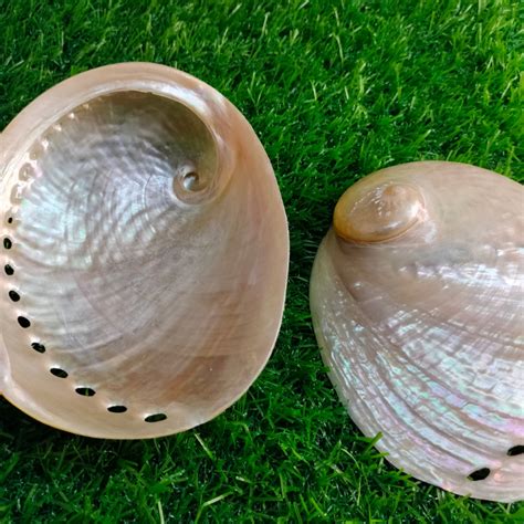 Abalone Shell Archives Sea Shells From India