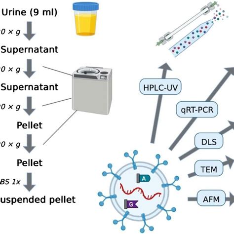 Schematic Steps For Ev Extraction From Urine Download Scientific Diagram
