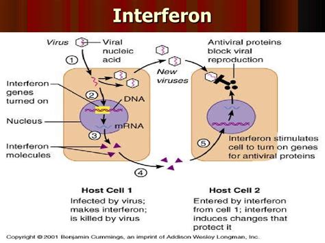 Antivirals Interferon And Vaccines Lect Copy