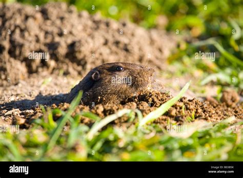Bottas Pocket Gopher Thomomys Bottae In Santa Cruz California Stock
