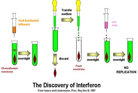 Virus Host Interactions