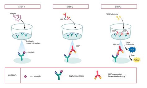 Quantikine Elisa Kits Randd Systems A Bio Techne Brand