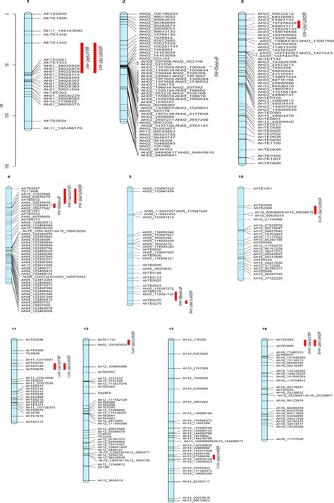 Qtl Plot Illustrating Main Effect Major Qtls Identified For Drought Download Scientific Diagram