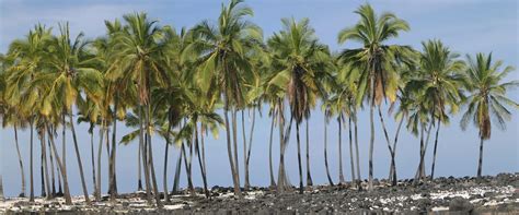 Top Kona Coast All Inclusive Hotels For 2026 All Inclusive Resorts In