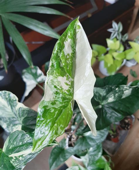 Absolutely In Love With My First Half Moon Leaf R Plants