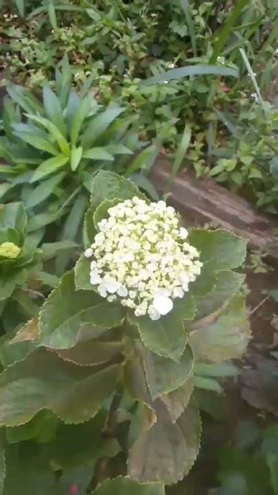 ඉදල්ගස්හින්නේ මල් වල ලස්සන බලමු ද Youtube