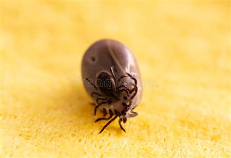 Mating Ticks Stock Photo Image Of Castor Borne Blood