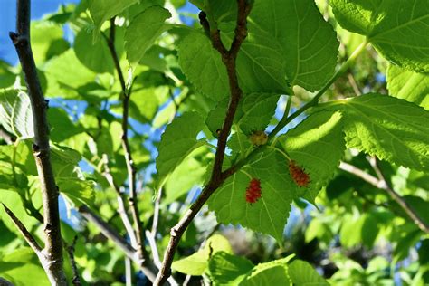Red Mulberry