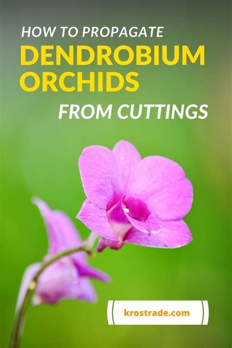 How To Propagate Dendrobium Orchids From Cuttings Krostrade