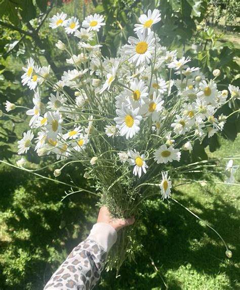 Pyrethrum Local Seeds