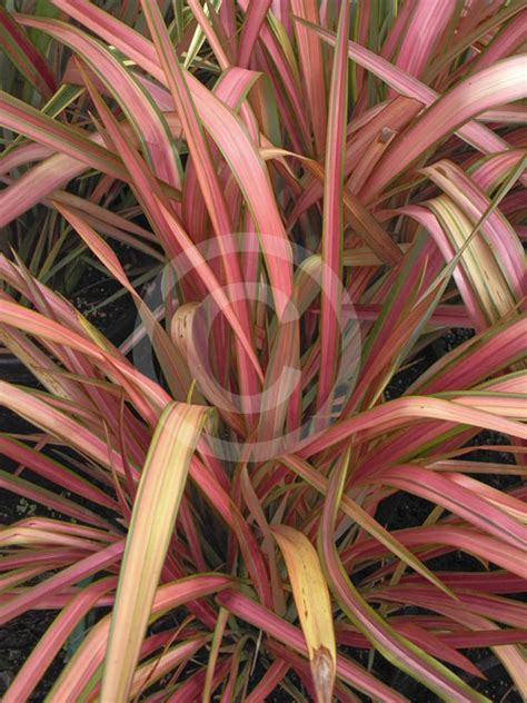 Phormium Jester Jester Flax Information And Photos