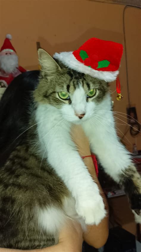 Delete Requests In Postman Unlocking Dataa Gentle Introduction To Apis