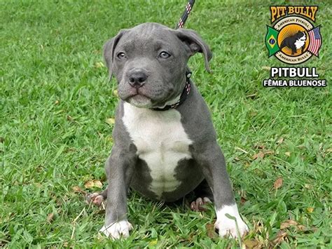 Filhote De Pit Bull Bluenose Cinza Azul Femea R 4 500 00 Em Mercado