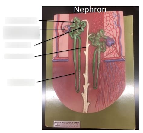 Nephron Labeling Diagram Quizlet
