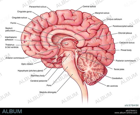 Brain Anatomy Diagram Sagittal Mri Sagittal Cross Sectional Anatomy Of