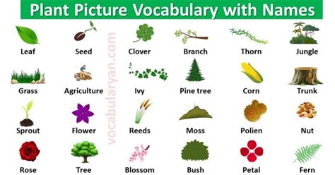 List Of Plant Names Vocabularyan