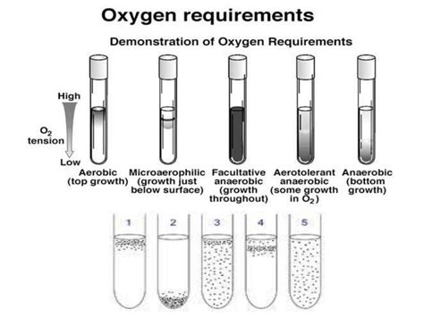 Solution Lec Bacterial Characterization Studypool