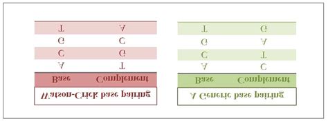 Complementary Rules For The Nucleotide Bases Of Dna Download Scientific Diagram