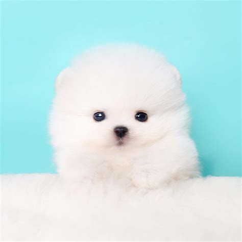 강아지분양 퍼피당 안산 포메라니안분양 구름