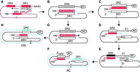 Dna Replication Cycle The Figure Shows A Model For The Formation Of Download Scientific