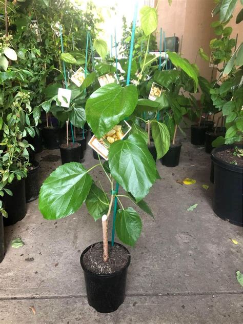 Dwarf Mulberry Plant In Sydney Sweet Juicy Mulberries For Your Garden