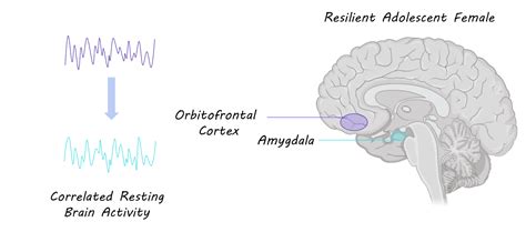 Orbitofrontal Cortex And Amygdala