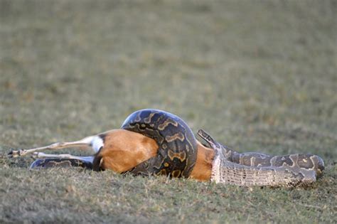 Python De Seba