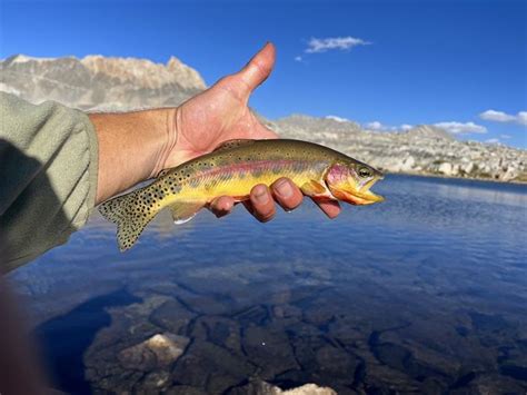 Restoration Round Up Kern Plateau Sustainable Conservation