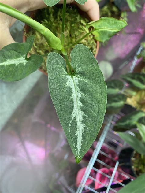 Does Anyone Know What Species Of Syngonium This Is Rsyngonium