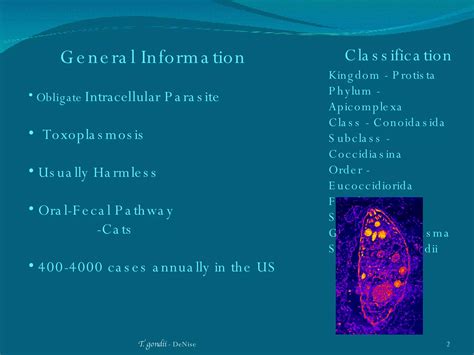 Toxoplasma Gondii26 Ppt