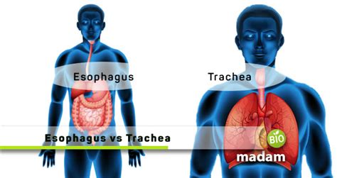 Trachea