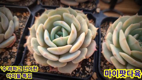 수요일은 수려하고 단아한 아이들 특집입니다🌵🌈 마이팟다육 음성다육 충북다육 Youtube