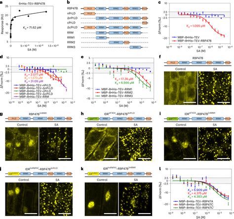 Sa Binds Rbp47b And Regulates Its Foci Formation A Spr Binding Curve