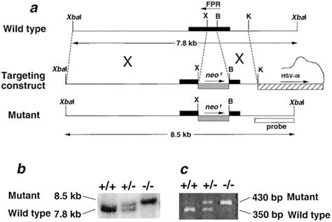 Genetic Inactivation Of Mouse Fpr A Mutagenesis Strategy Maps Of
