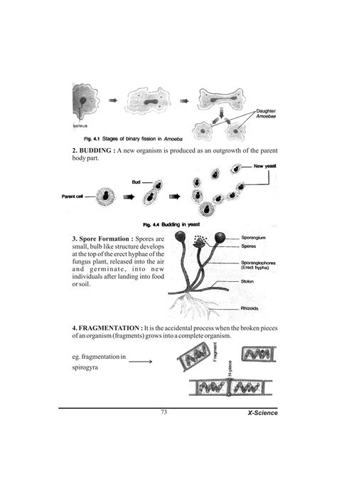 SOLUTION 10 Science Notes 08 How Do Organisms Reproduce 1 Studypool