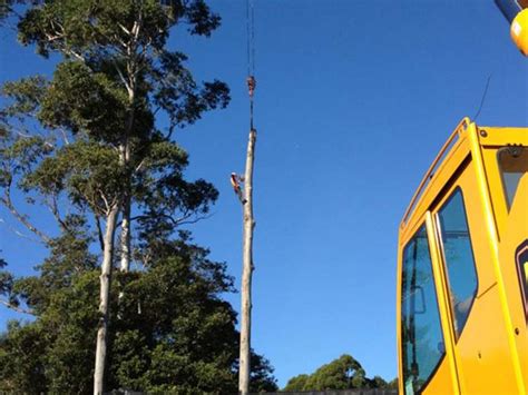 TREE REMOVAL Woodvale Tree Services