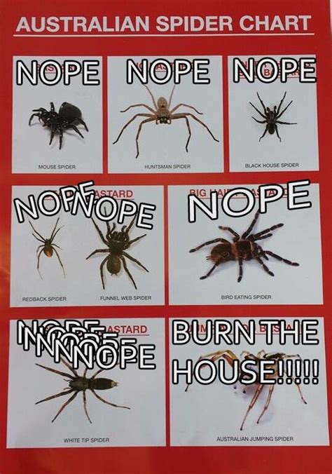 Jumping Spider Size Chart Educational Chart Resources