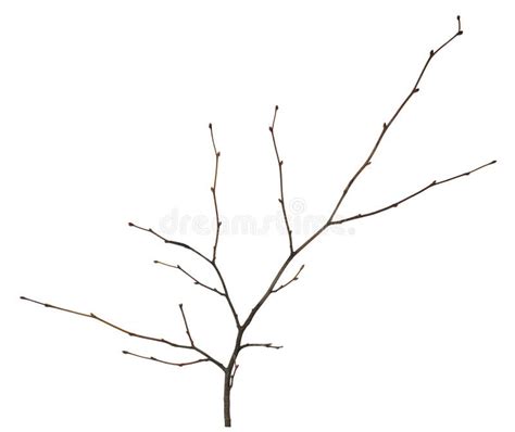Dry Empty Twig Isolated Stock Image Image Of Cutout 276864315