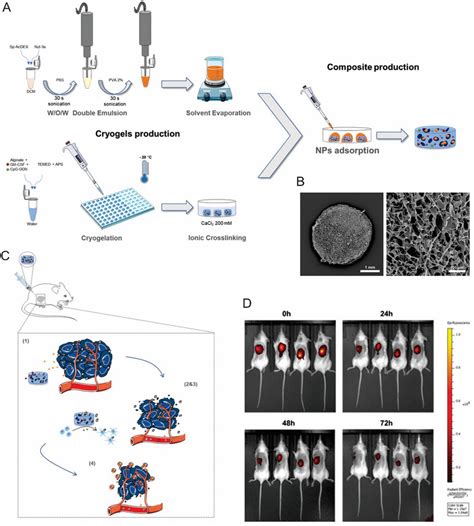 Injectable Multifunctional Cryogel Based Composite A Schematic