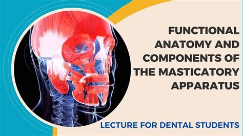 Ii 1 Functional Anatomy And Components Of The Masticatory Apparatus Youtube