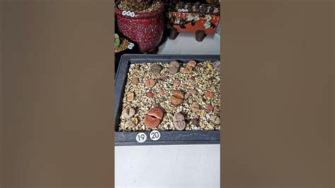 더그린 라이브 다육판매영상 다육판매방 다육판매하는곳 다육이 다육이를부탁해 다육이판매영상 다육이라이브 다육이화분 선인장 코덱스 코노피튬 Youtube