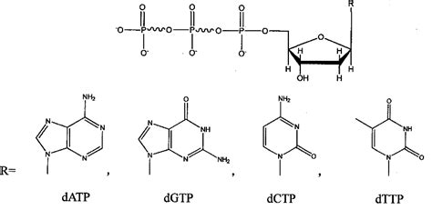 Novel Technology For Full Cellular Biosynthetic Deoxyribonucleoside