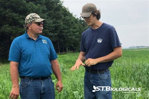 Crop Scouting For Row Crops To Spot Fungal Issues St Biologicals