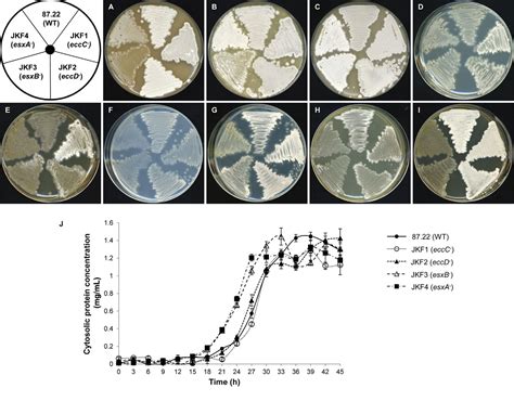 Figure 1 From The Esxtype Vii Secretion System Modulates Development But Not Virulence Of The