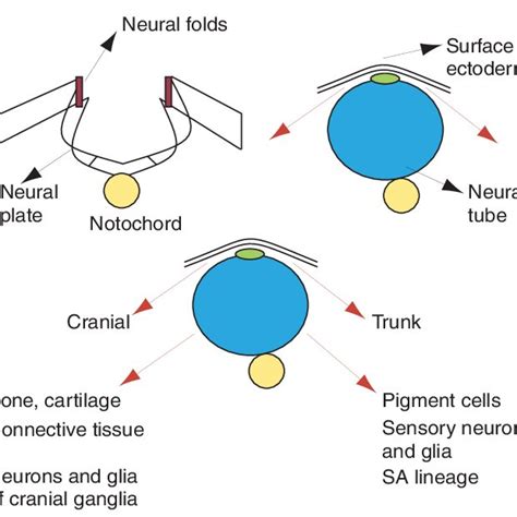 Schematic Drawing Showing The Neural Tube Folding During The Process Of